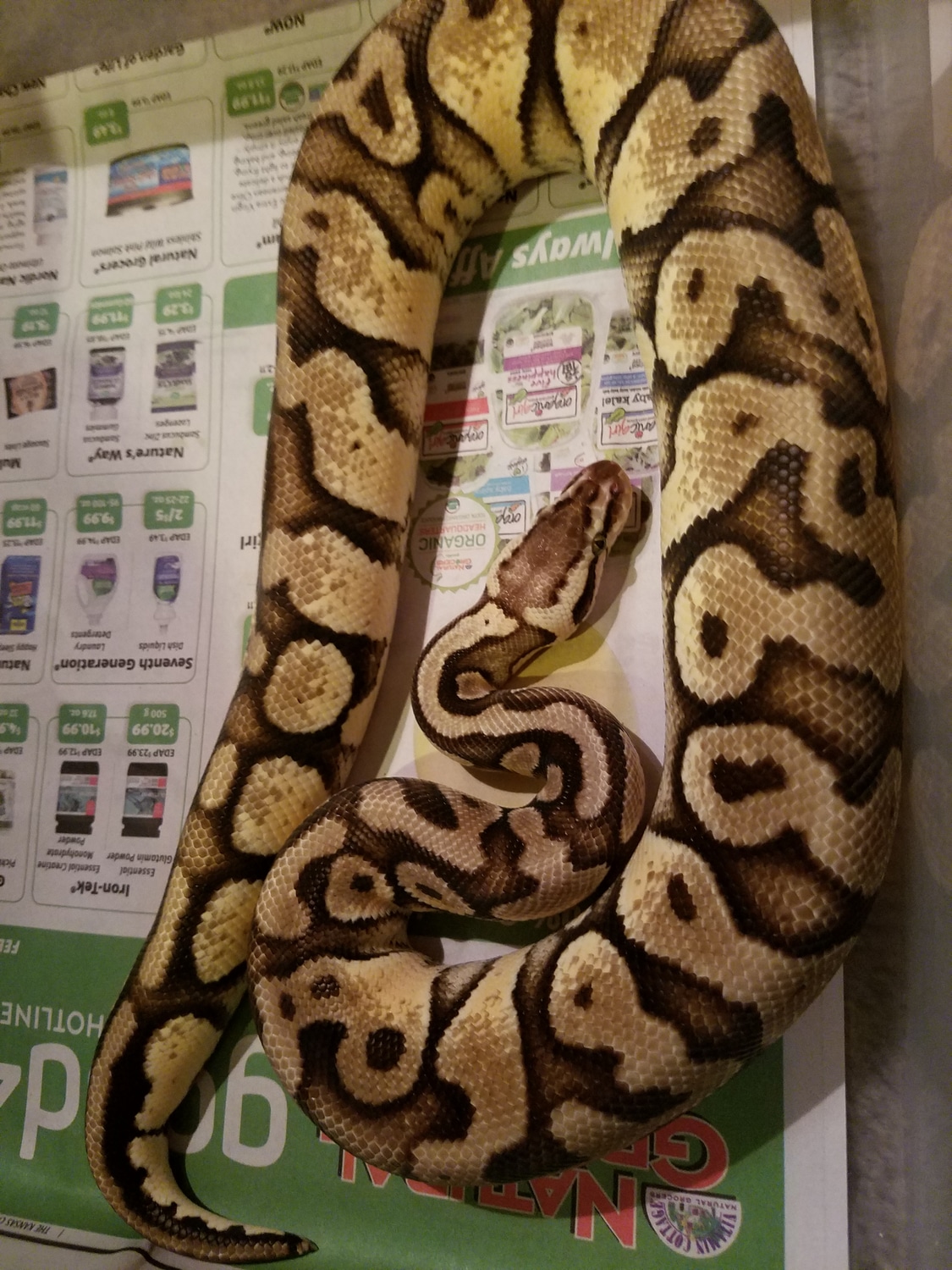 Citrus Pastel Yellow Belly Vanilla Ball Python by Morphic Pretzel ...