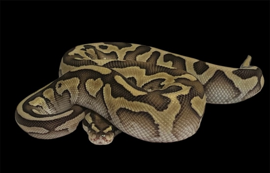 Pastel Lesser Leopard Ball Python by Morphin Around