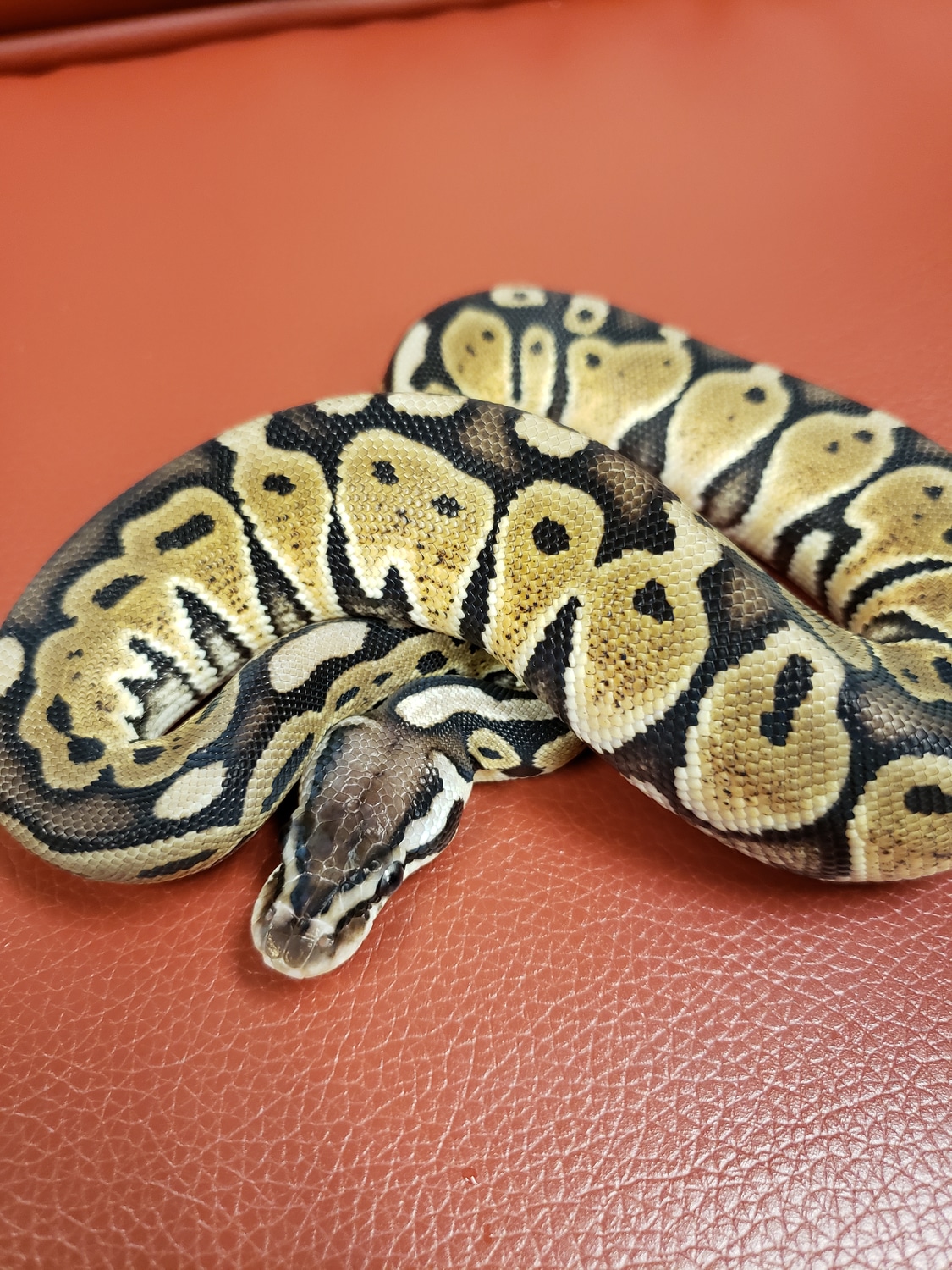Het Red Axanthic Pastel Ball Python by Sinister Serpents - MorphMarket