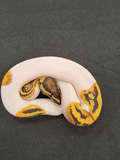 Fire Pied Ball Python by Sinister Serpents