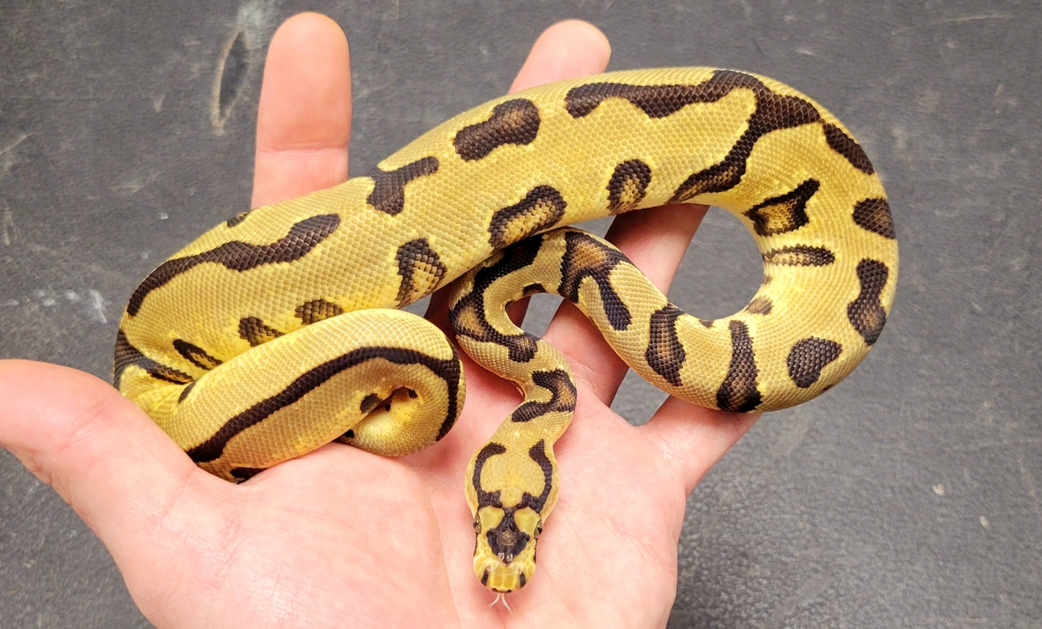 Spotnose Enchi Clown Pos Yb Pos Blade Ball Python by Sinister Serpents ...