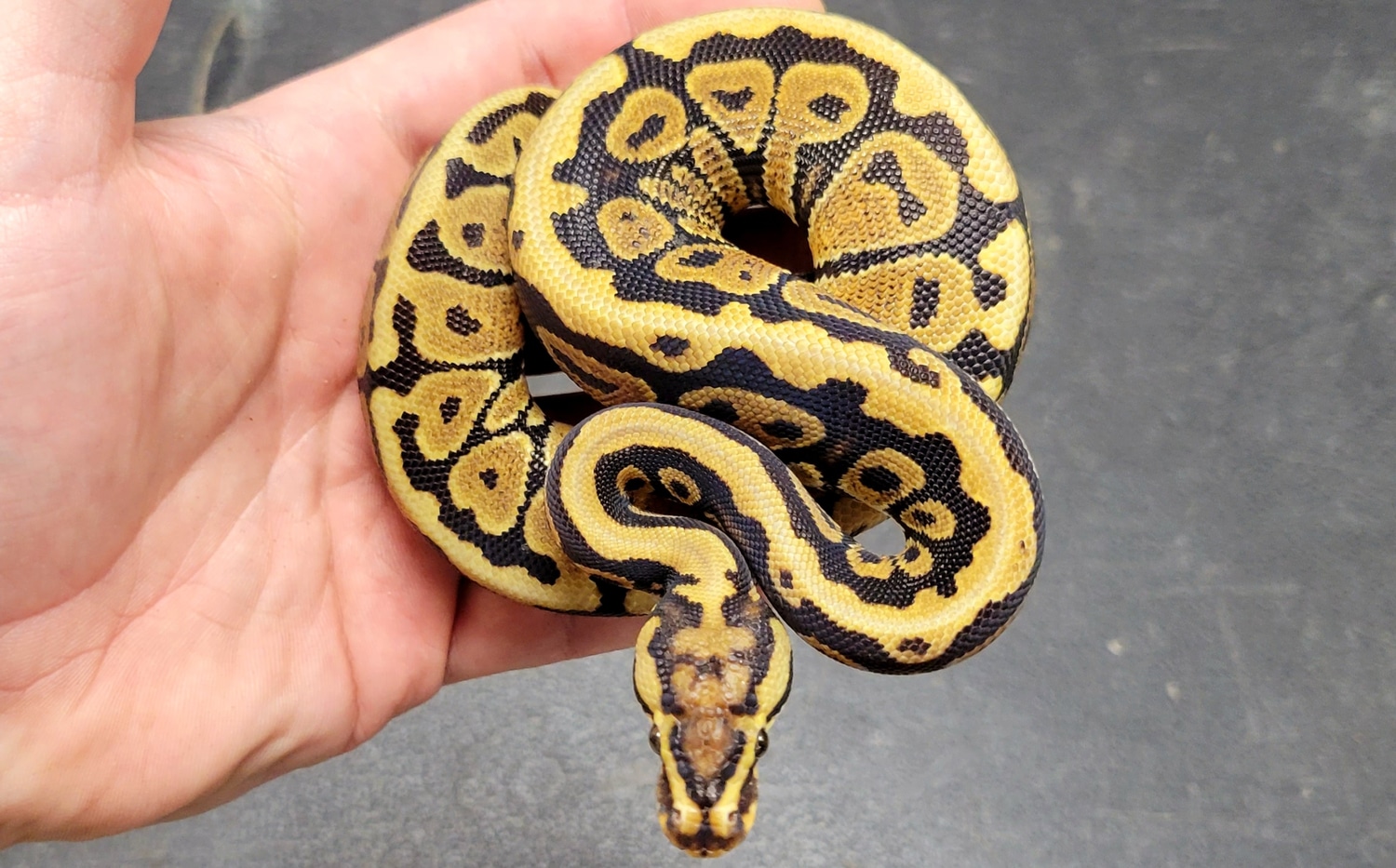 Spotnose Het Clown Ball Python by Sinister Serpents - MorphMarket