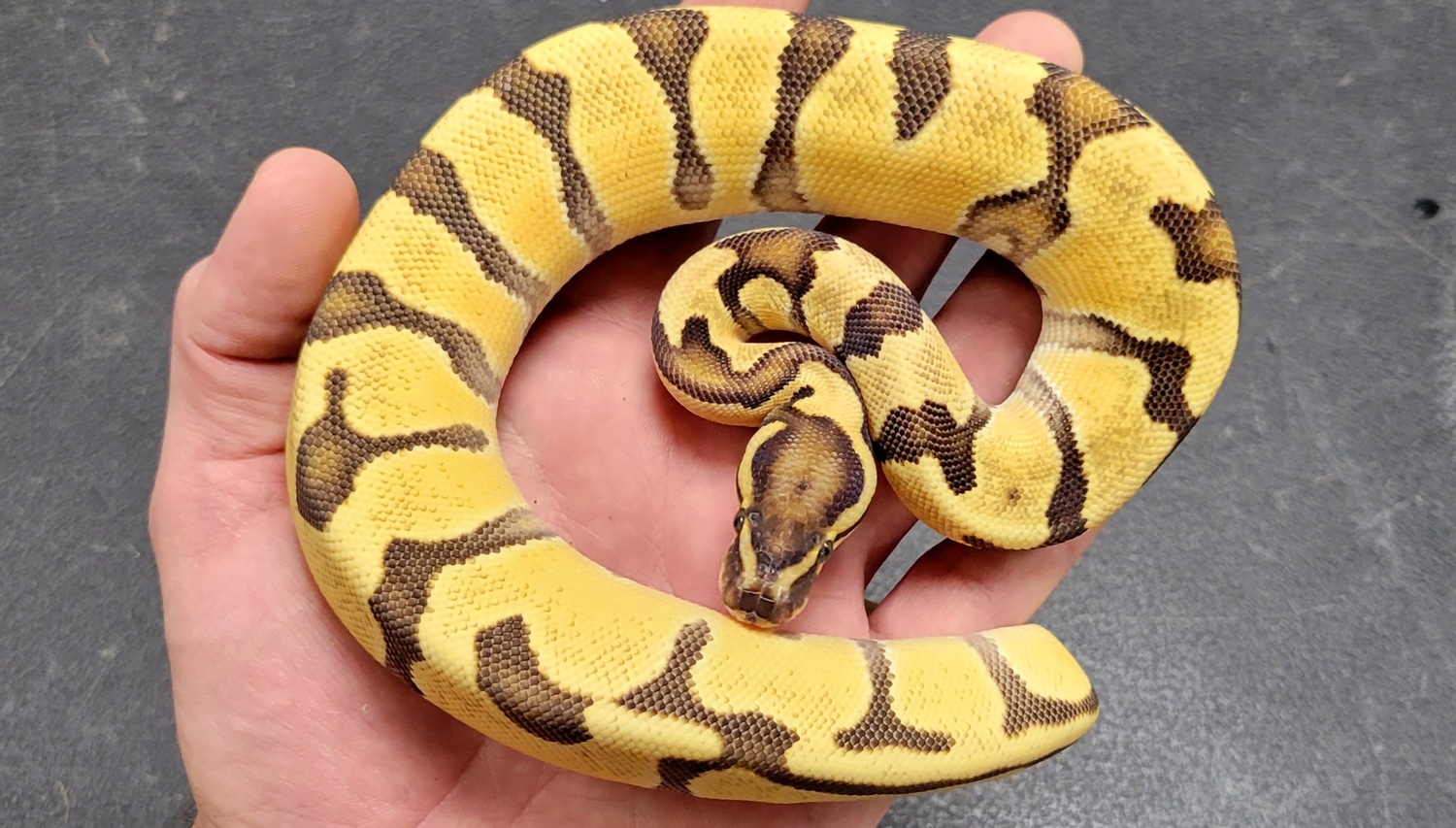 Orange Dream Enchi Fire Ball Python by Sinister Serpents - MorphMarket