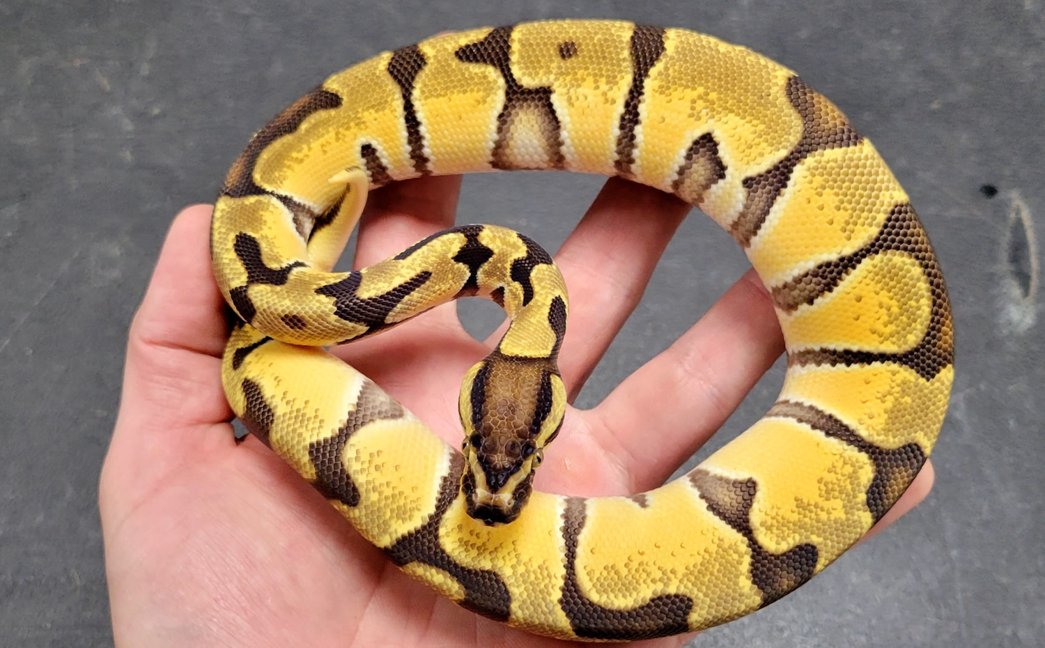 Orange Dream Enchi Ball Python by Sinister Serpents - MorphMarket