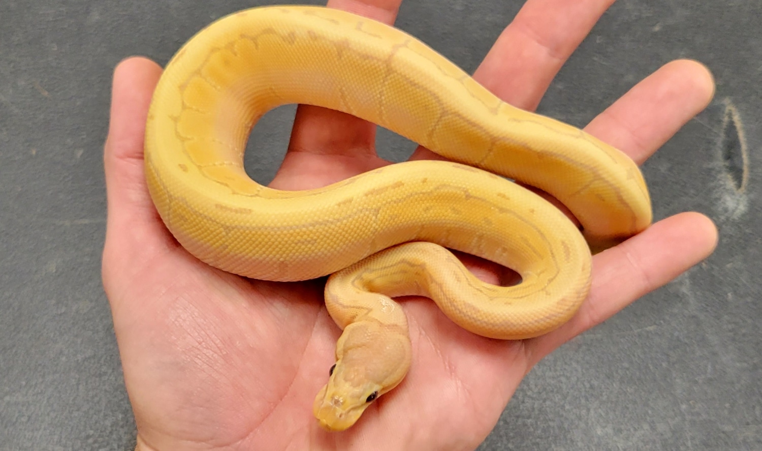 Banana Mojave Pinstripe Ball Python by Sinister Serpents - MorphMarket