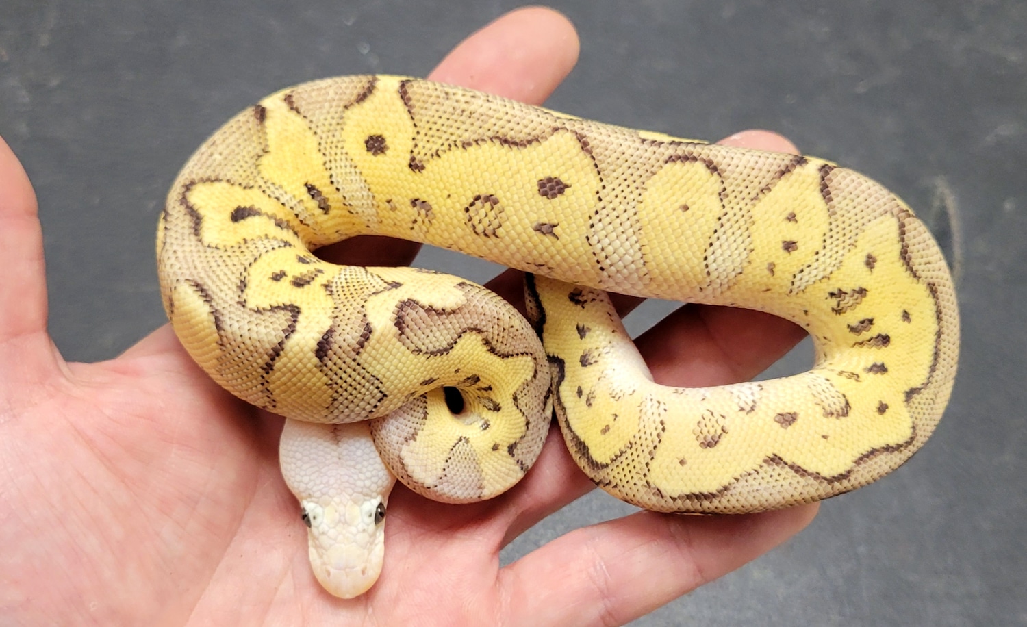 Firefly Clown Ball Python by Sinister Serpents - MorphMarket