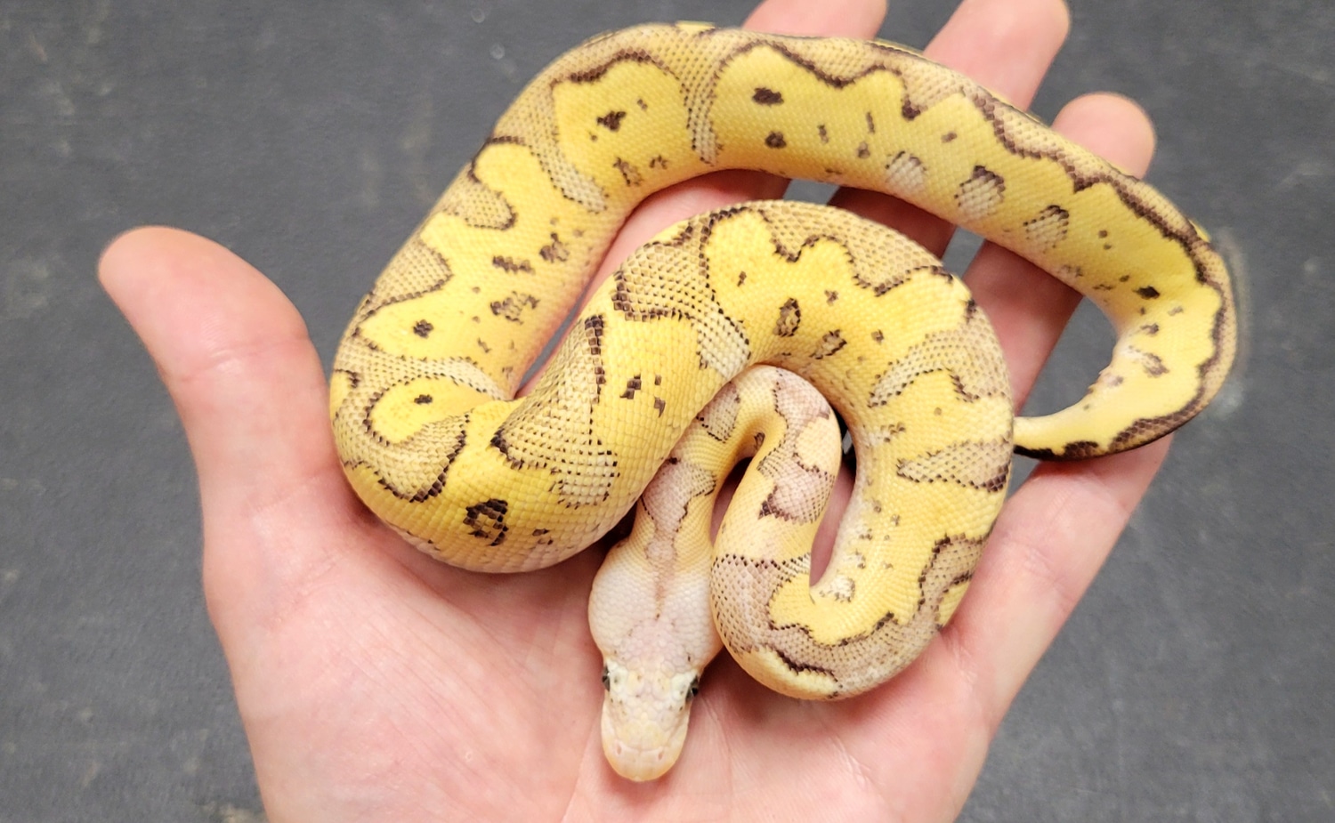 Firefly Clown Ball Python by Sinister Serpents - MorphMarket