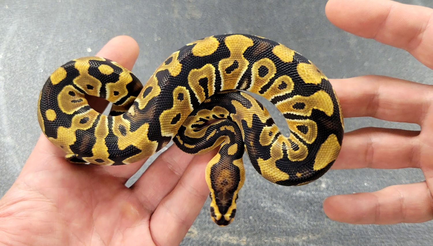 Crypton Ball Python by Sinister Serpents - MorphMarket