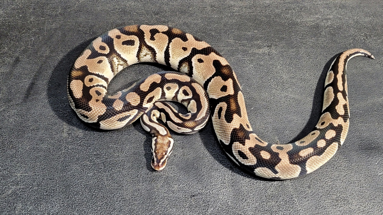 Pastel Axanthic Tsk Het Clown Ball Python by Sinister Serpents ...