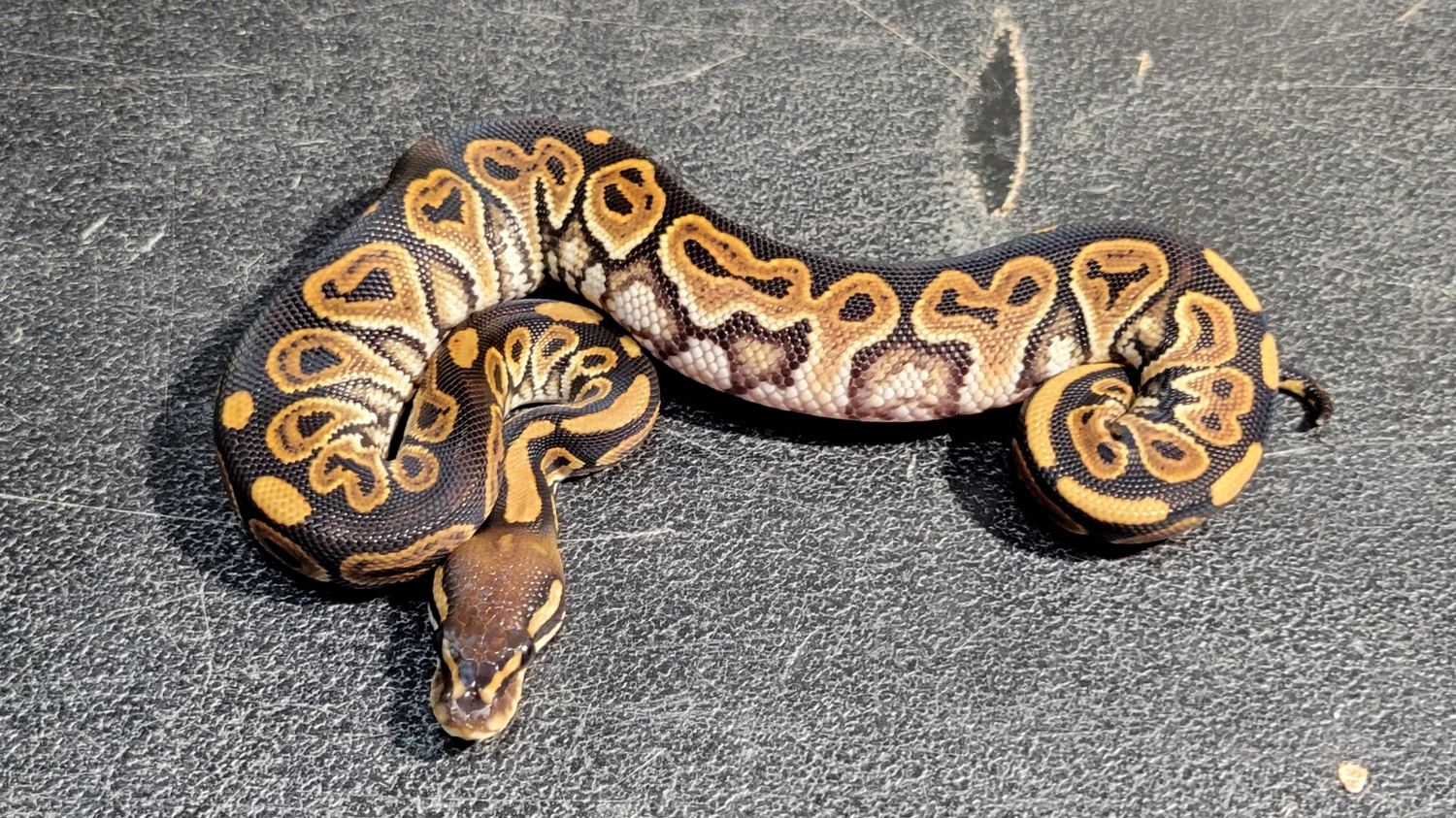 Black Pastel Het Clown Ph Og Dg Ball Python by Sinister Serpents ...