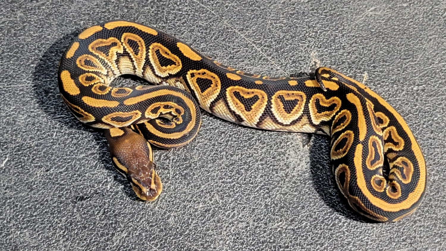 Black Pastel Het Clown Ph Og Dg Ball Python by Sinister Serpents ...