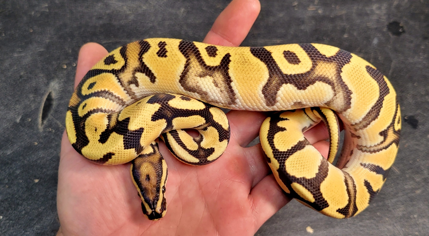 Super Od Fire Het Clown Ball Python by Sinister Serpents - MorphMarket