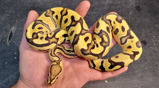 Super Od Fire Crypton Ball Python by Sinister Serpents
