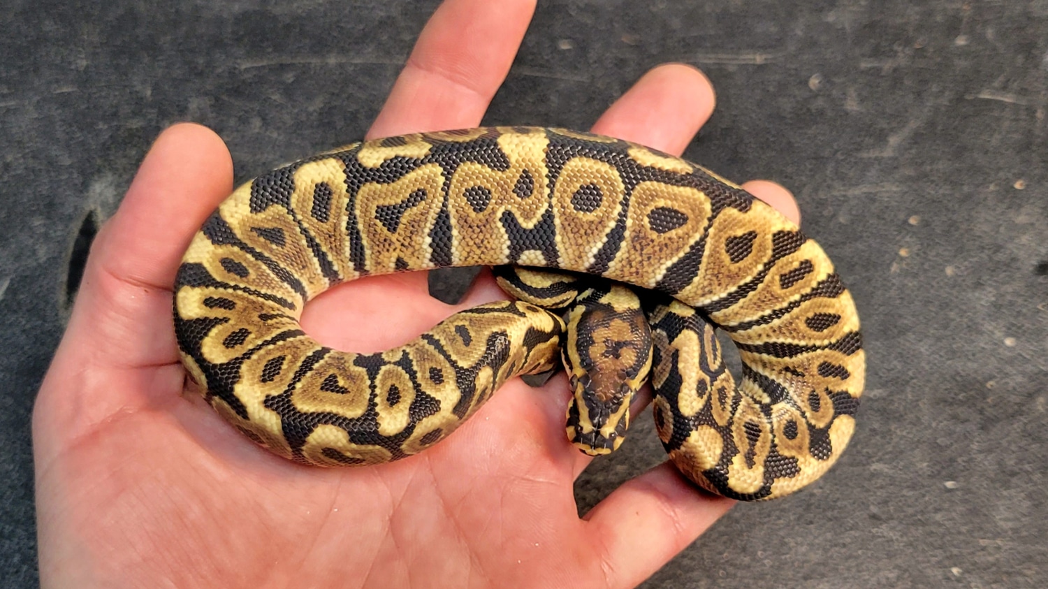 Spotnose Het Clown Ball Python by Sinister Serpents - MorphMarket
