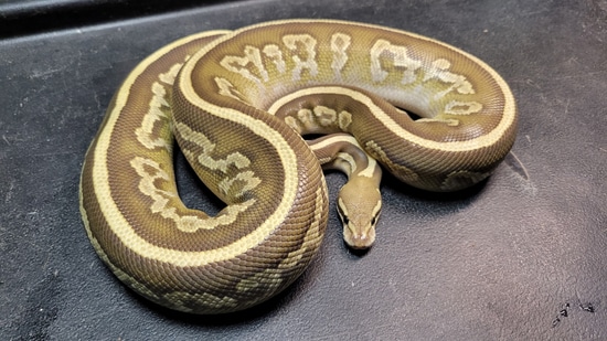 Black Pastel Mojave Fire Het Clown Female Ball Python by Sinister Serpents