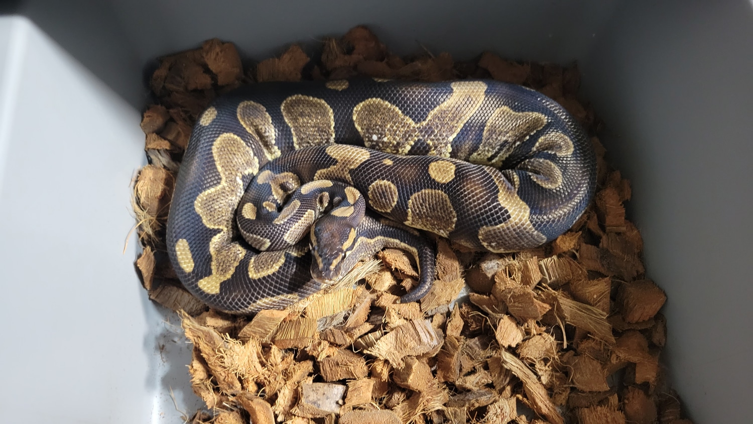 Chocolate Calico Het Desert Ghost Ph Hypo Ball Python by Sinister ...