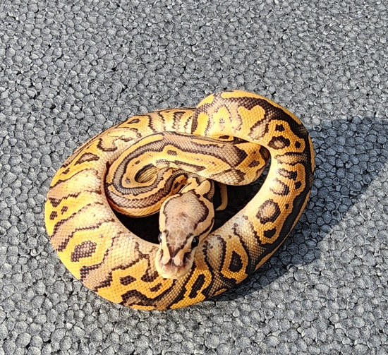 Od Fire Black Pastel Crypton Ball Python by Sinister Serpents