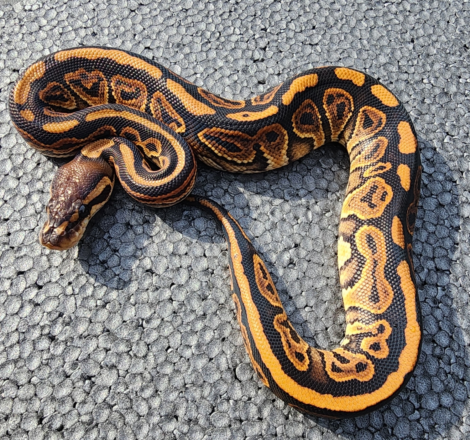 Black Pastel Het Clown Ball Python by Sinister Serpents - MorphMarket