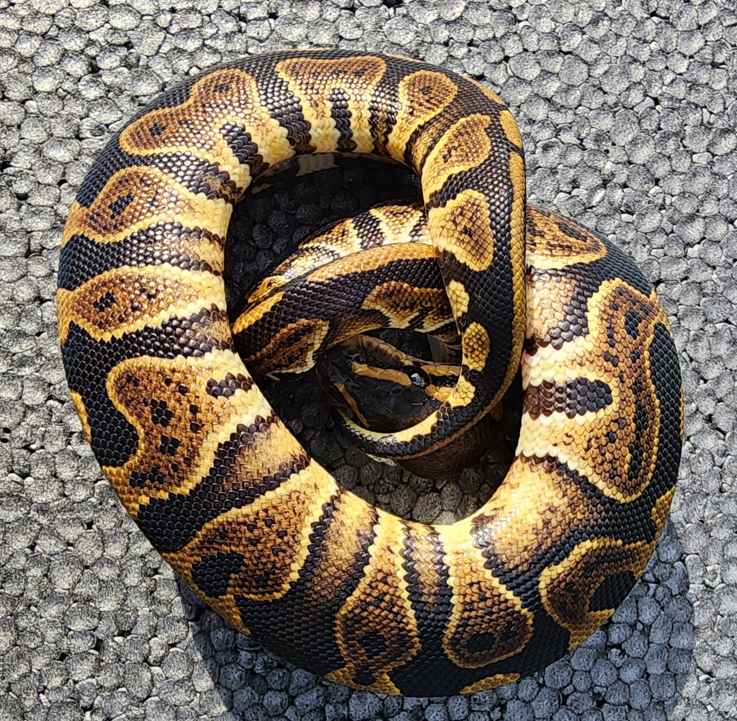 Wookie Ball Python by Sinister Serpents - MorphMarket
