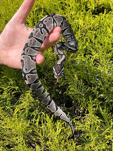 VPI Axanthic 50% Het Hypo Ball Python by Morphing Time Exotics LLC ...