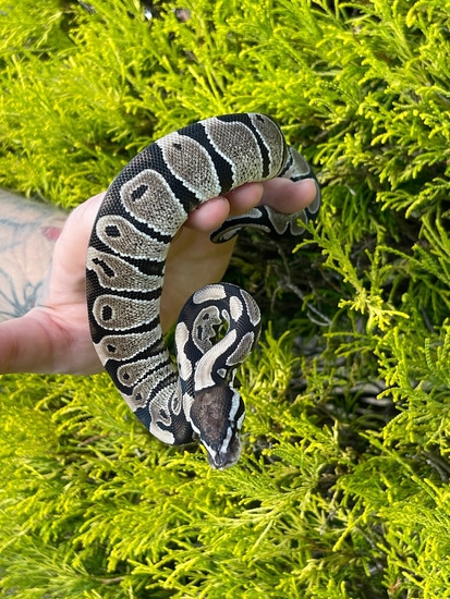 VPI Axanthic 50% Het Hypo Ball Python by Morphing Time Exotics LLC