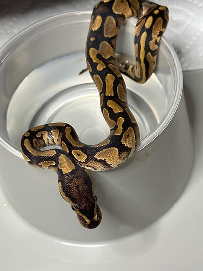 Asphalt Ball Python by Morphing Time Exotics LLC