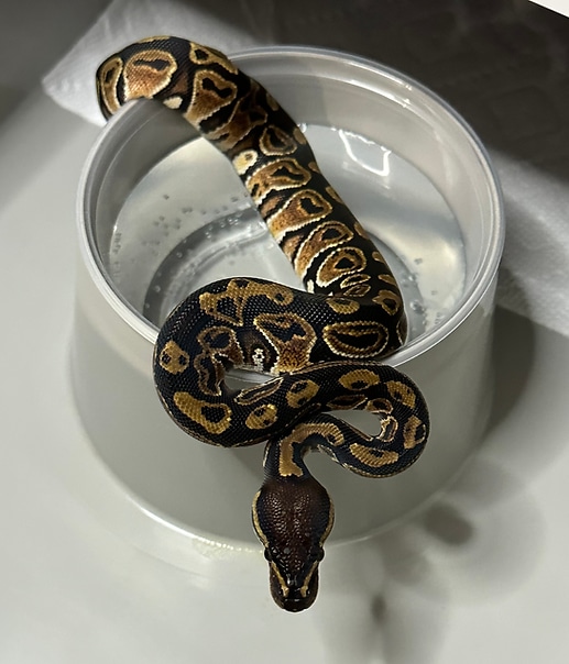 Trick Ball Python by Morphing Time Exotics LLC - MorphMarket