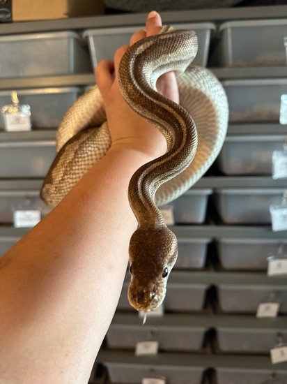 Mojave Pewter Ball Python by Morphing Time Exotics LLC