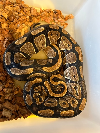 Harlequin Ball Python by Morphing Time Exotics LLC