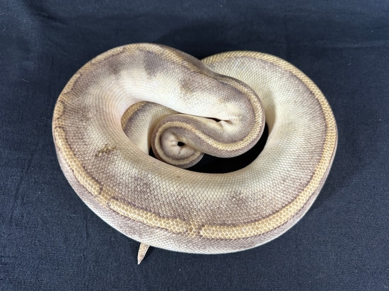 Champagne Highway Ball Python by Morphing Time Exotics LLC