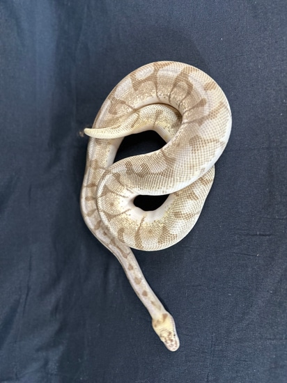 Queen Bee Ball Python by Morphing Time Exotics LLC