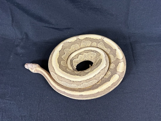 Red Stripe Vanilla Cream Ball Python by Morphing Time Exotics LLC