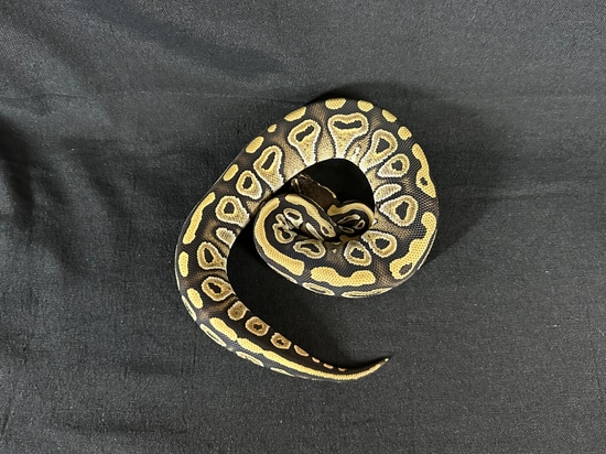 Mojave Ball Python by Morphing Time Exotics LLC