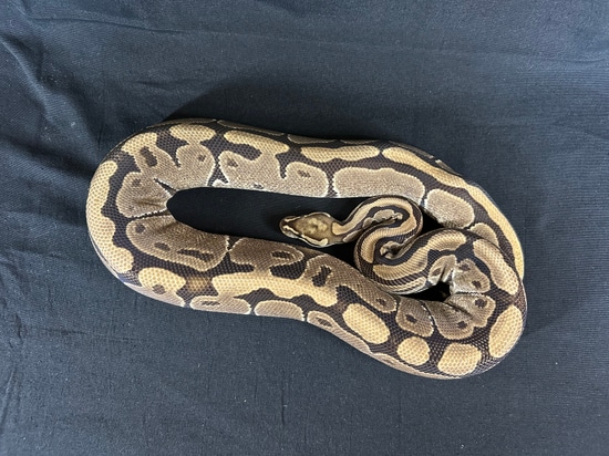 Vanilla Ball Python by Morphing Time Exotics LLC