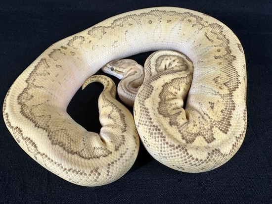 Super Pastel Lesser Pinstripe Het Clown Ball Python by Morphing Time Exotics LLC