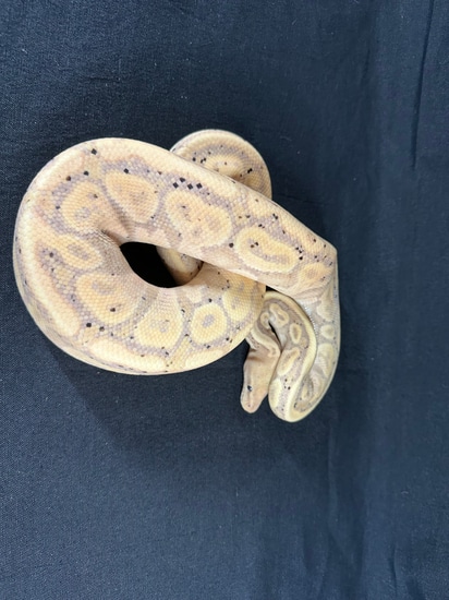Banana Mahogany Ball Python by Morphing Time Exotics LLC