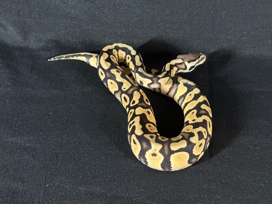 Pastel Het Red Axanthic Yellow Belly/Asphalt Ball Python by Morphing ...