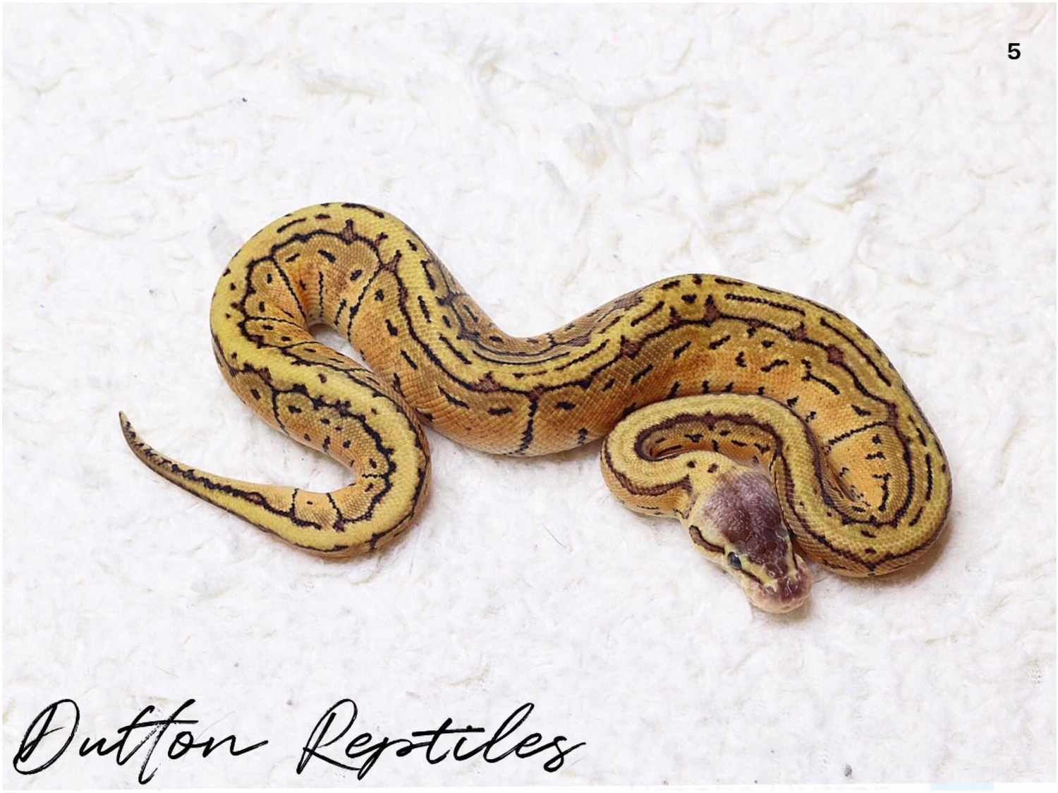 Lemon Blast Ball Python by Dutton Reptiles - MorphMarket