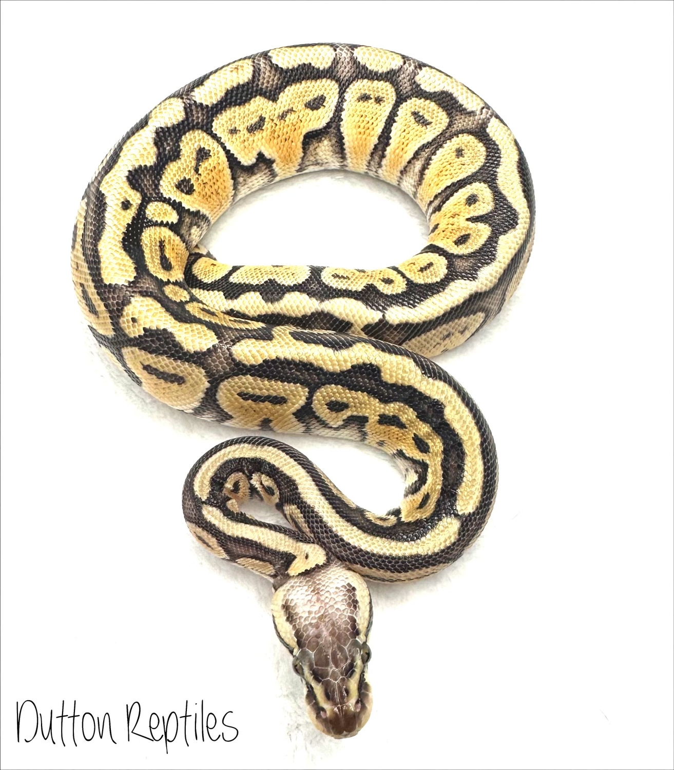 Super Pastel Yellowbelly Fire Ball Python by Dutton Reptiles - MorphMarket