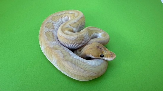 Enchi Champagne Clown (Free Delivery Houten) Ball Python by ...