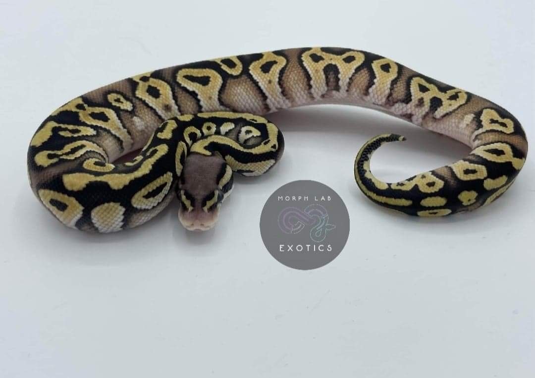 Pastel Mojave 66% Het Clown Ball Python by Morph Lab Exotics - MorphMarket
