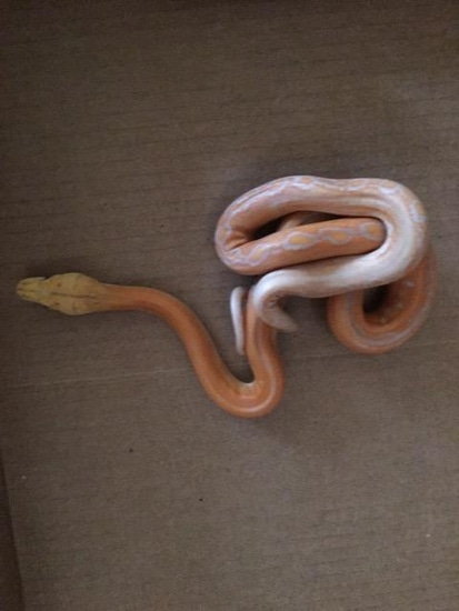 Lavender Golden Child Reticulated Python by MysticalMorphs