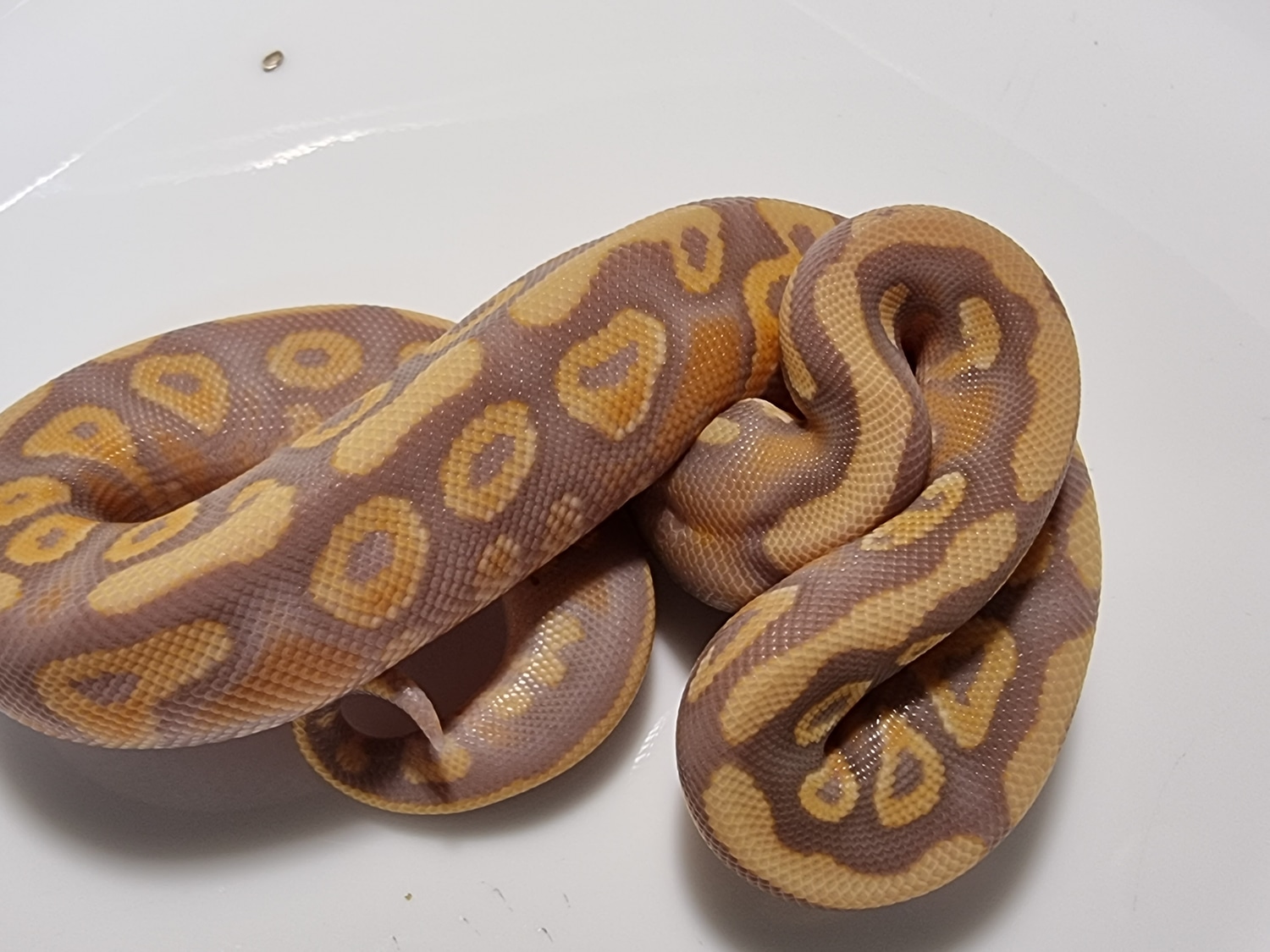 Fm Banana Blackhead Pos Pastel Pos Phantom Ball Python by Morph Magic ...