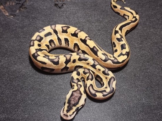 Pastel Puzzle Ball Python by Morph Magic Ball Pythons