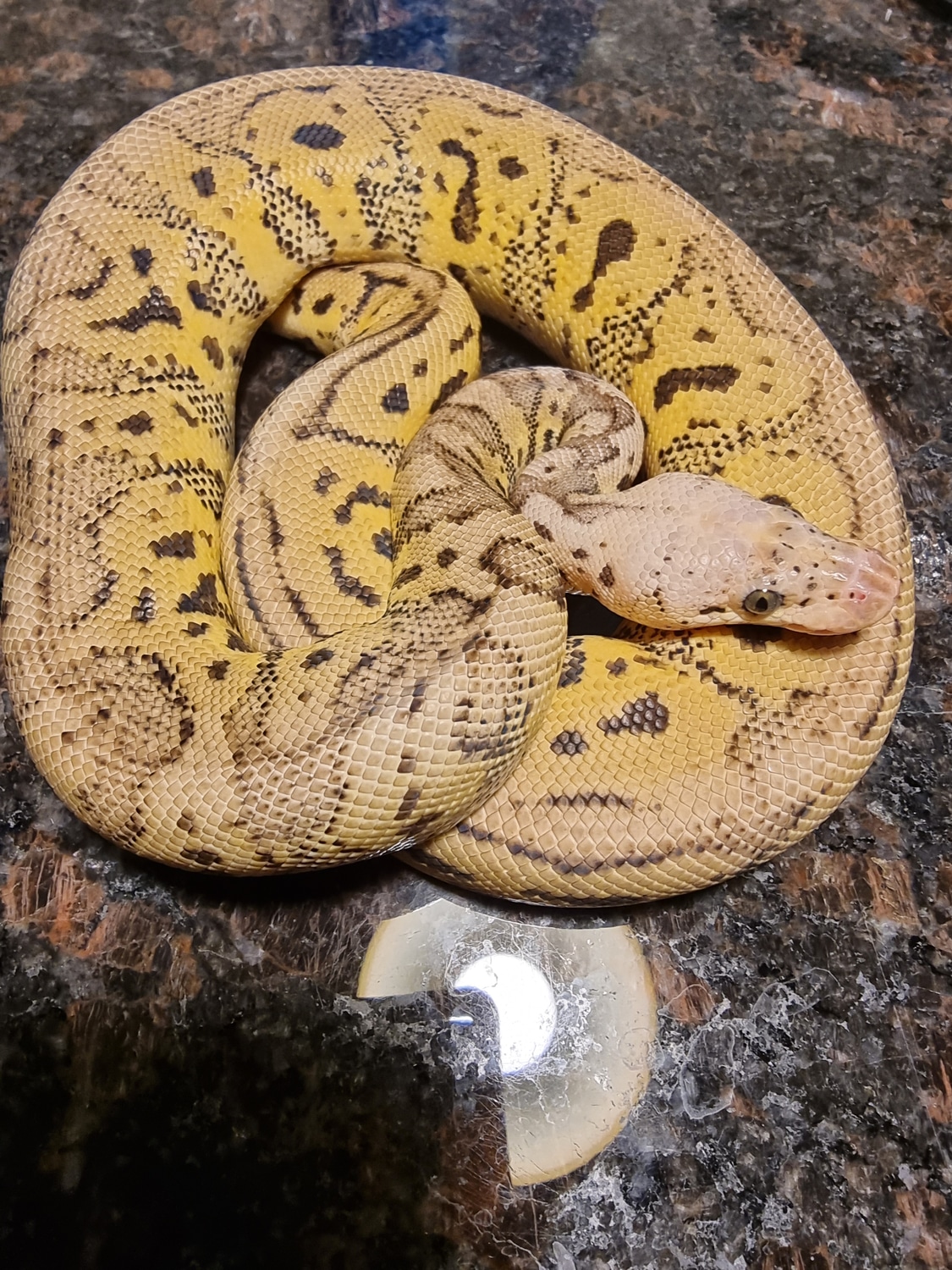 Pastel Confusion Clown Ball Python by Morph Magic Ball Pythons ...