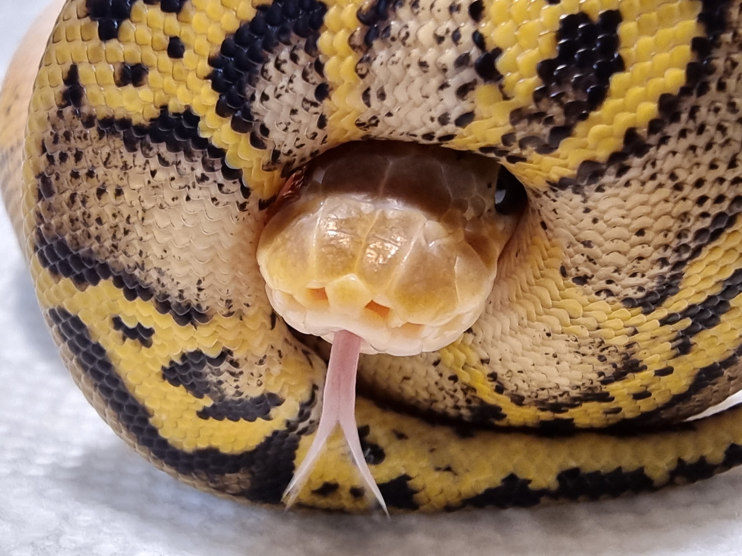 Pastel Stranger Clown Ball Python by Morph Magic Ball Pythons - MorphMarket