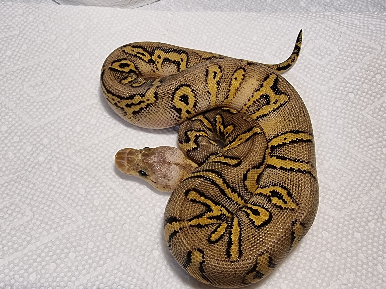 Pastel Stranger Clown Ball Python by Morph Magic Ball Pythons - MorphMarket