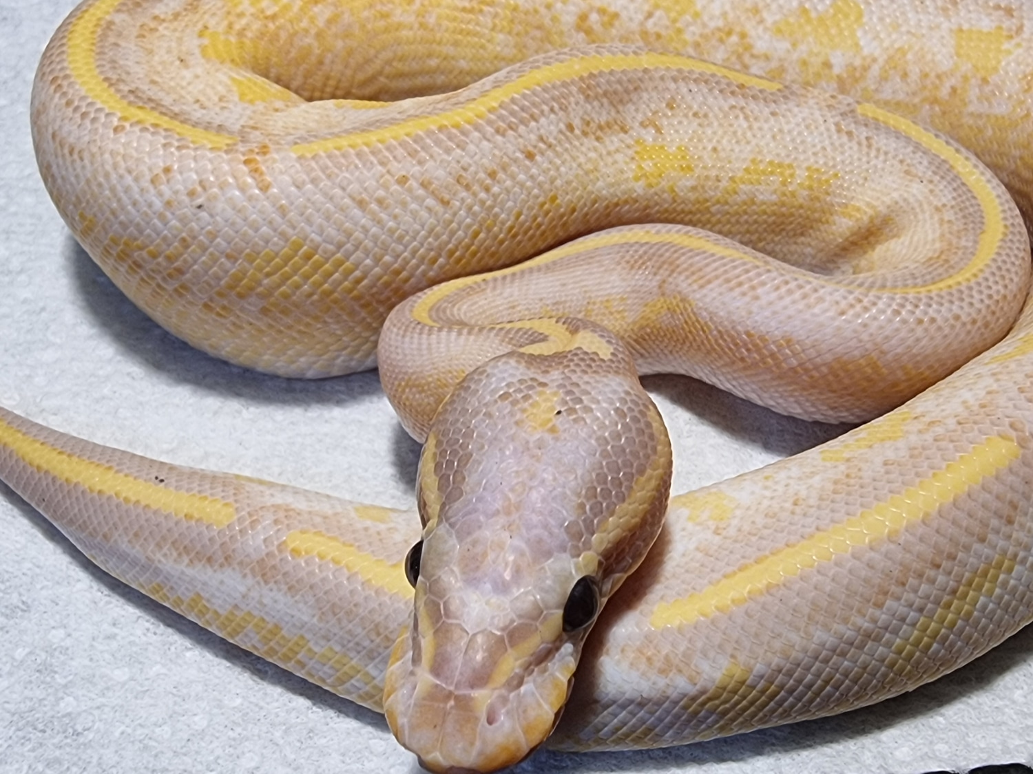 Banana Freeway Ball Python by Morph Magic Ball Pythons - MorphMarket