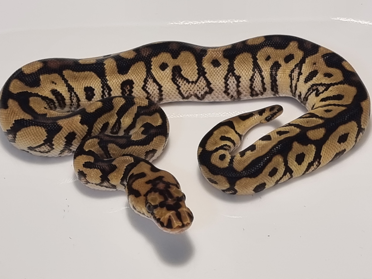 Black Pastel Spotnose Clown Ball Python by Morph Magic Ball Pythons ...