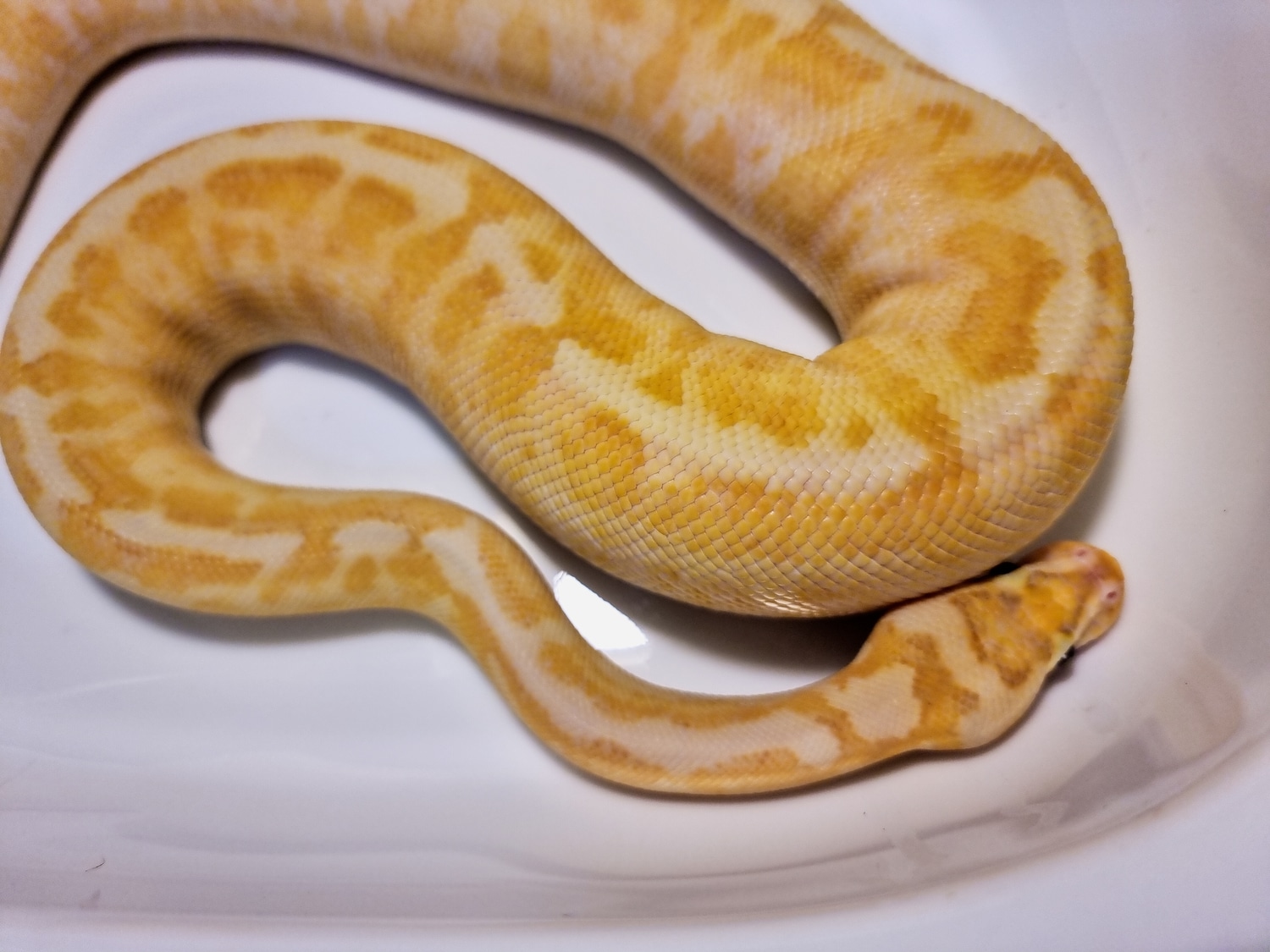 Banana Spider Freeway Ball Python by Morph Magic Ball Pythons - MorphMarket